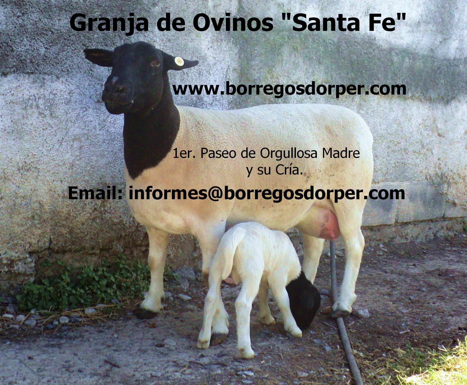 Borregos, Borregos Dorper Granja de Ovinos "Santa Fe" Monterrey ...