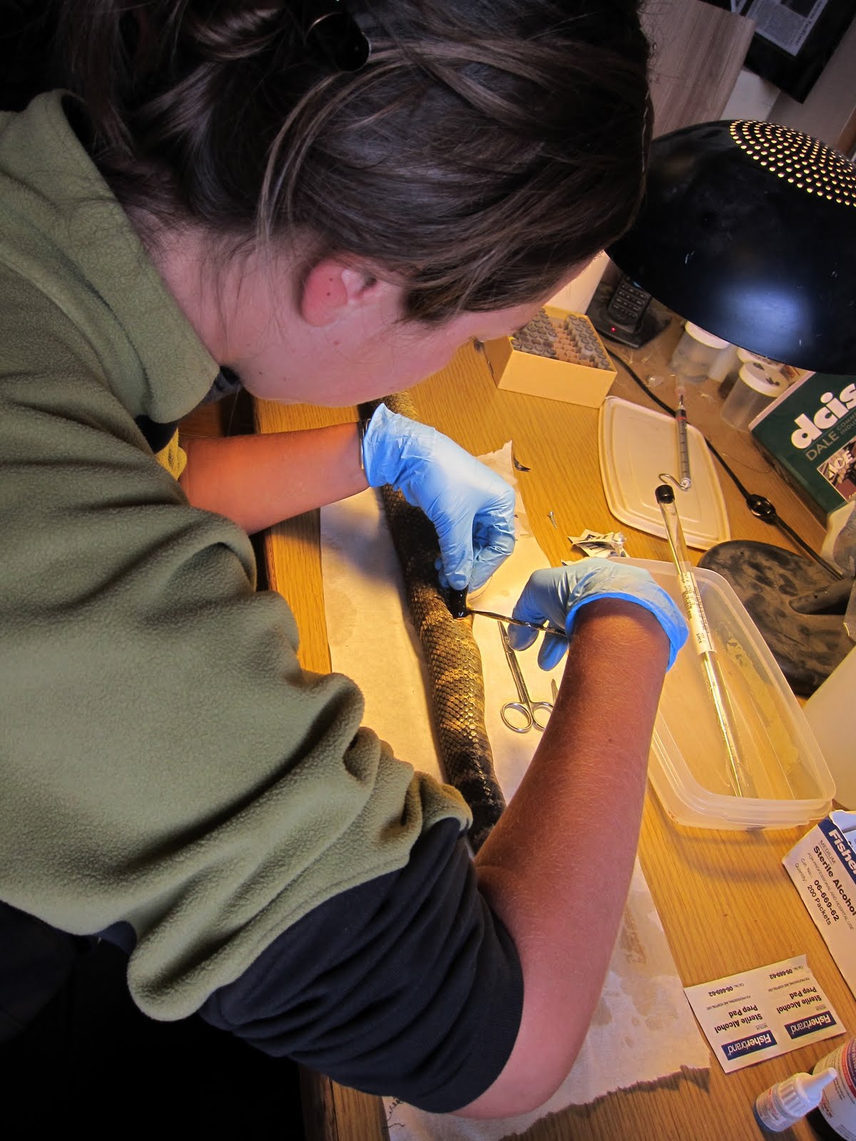 Strike, Rattle, & Roll: My First Snake Surgery!