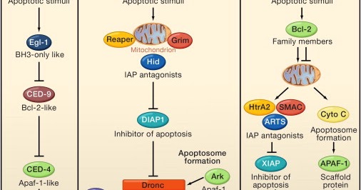 Apoptosis: Metamorphosis and Development