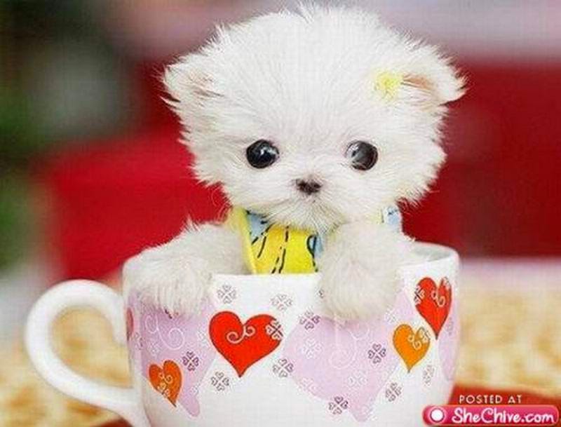 Fotos de animales tiernos para descargar | Imagenes Tiernas - Fotos Tiernas