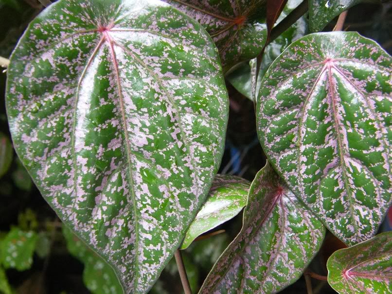 Teknik Budidaya Sirih Merah ~ Sentra Tani Maju