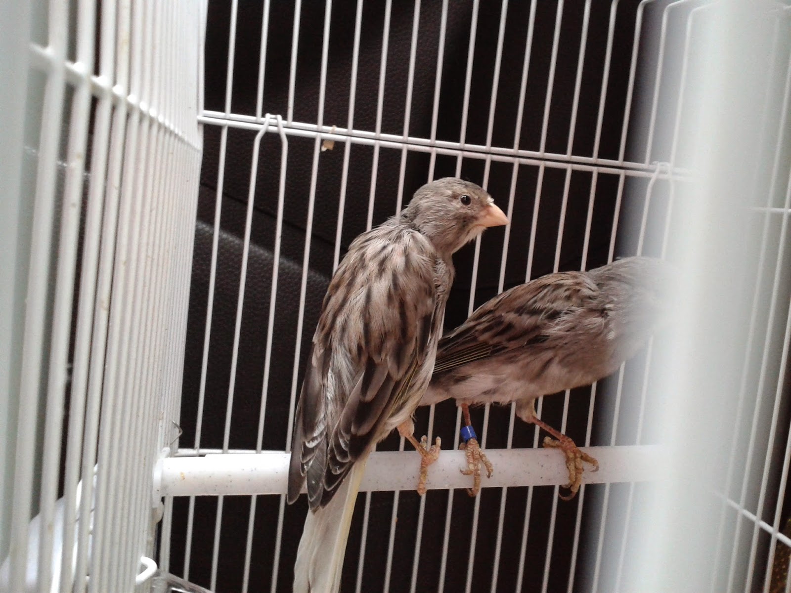 a scotch fancy canary blog