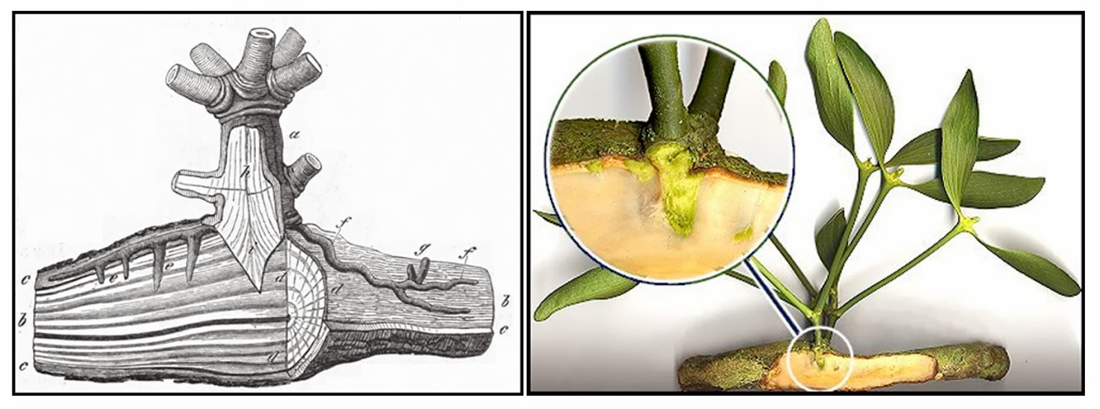 De románticos parásitos navideños. - Ciencia Bizarra