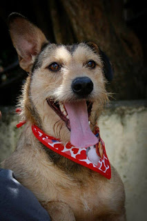 Adote, Não Compre!: Chica, cachorra fêmea caramelo para adoção em Porto ...