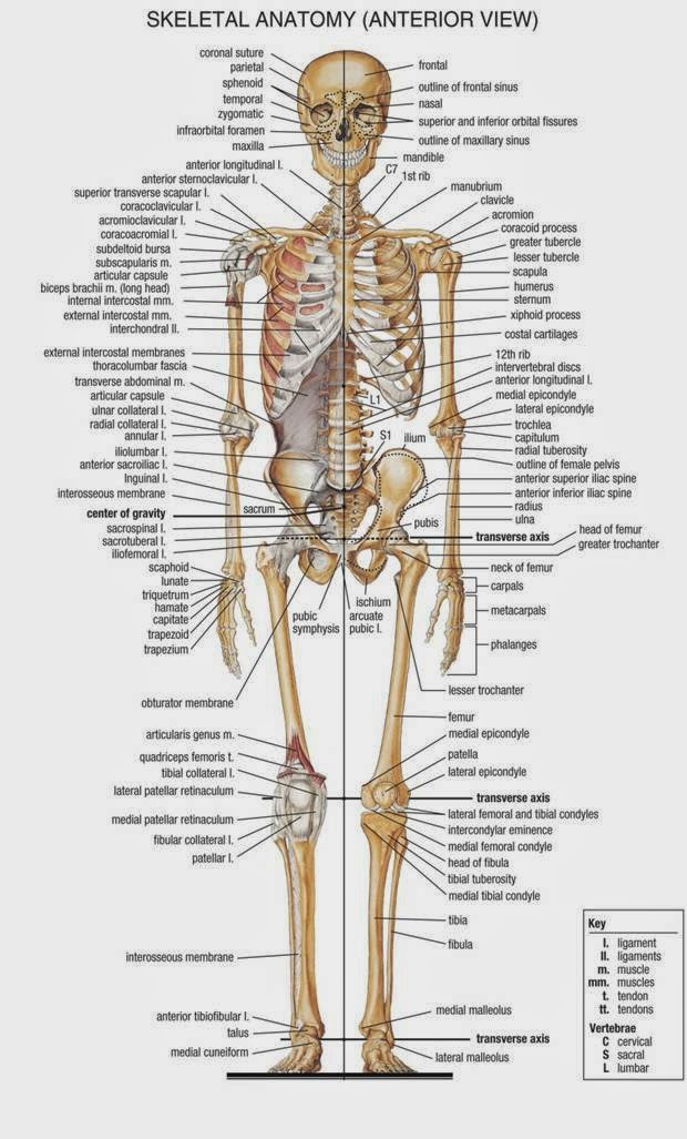 The Human Body Systems: Welcome to the Skeletal System