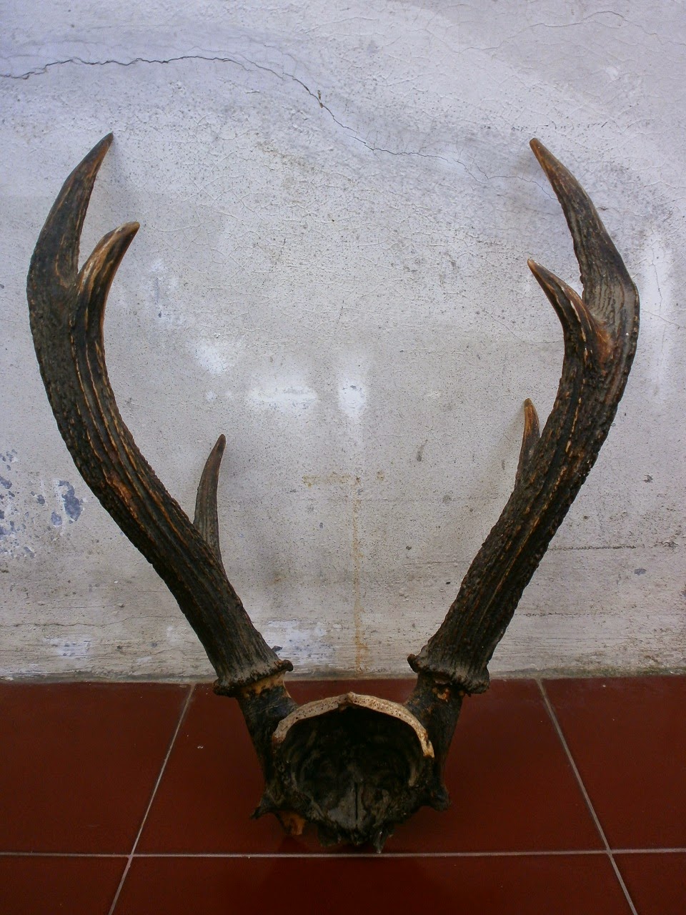 Antikpisan: Tanduk Rusa 03 ( SOLD OUT / TERJUAL )