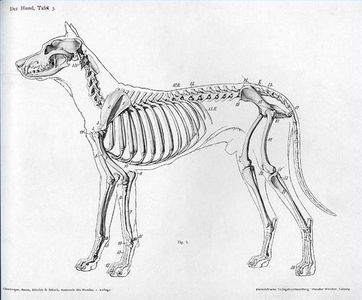The dog in world: Dog's Skeleton details