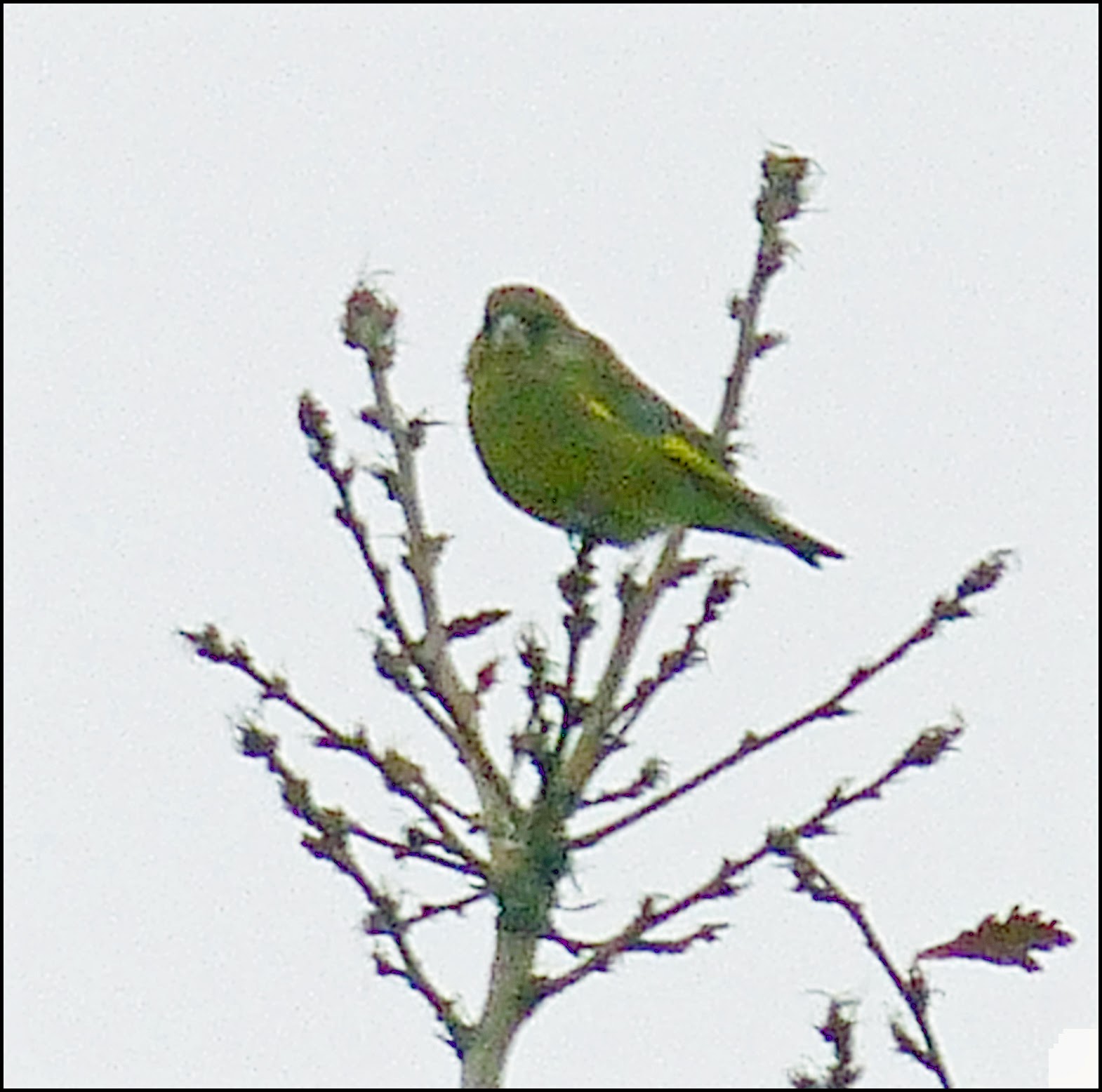 Wild And Wonderful Bird List 2014 New Birds Added wild-and-wonderful-bird-list-2014-new-birds-added