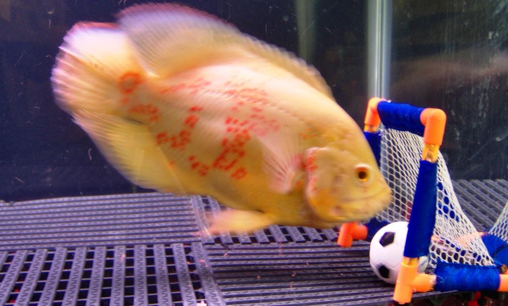 20 Funny animals playing soccer/football (20 pics) | Amazing Creatures