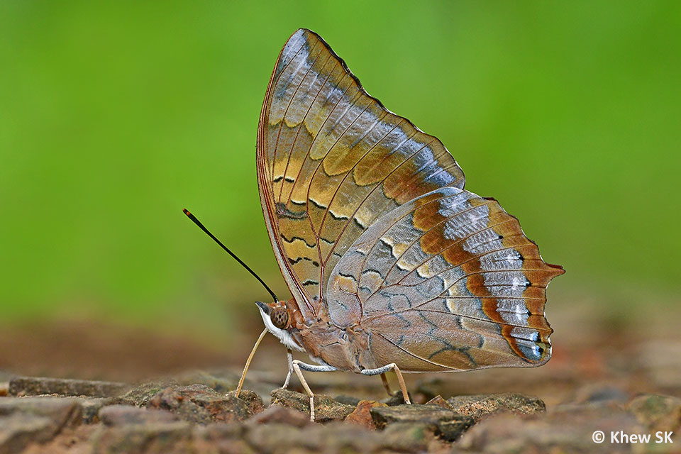Butterflies of Singapore: Butterfly Photography 101 - Part 4