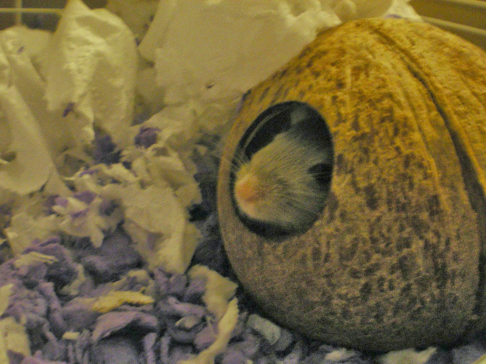 Fuzzy Creatures: [Gerbil Stories] Talking Gerbil