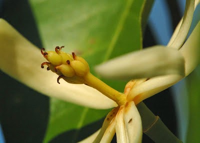 MUNAWI INSIDE: Dasar Bunga (Receptaculum atau Torus)