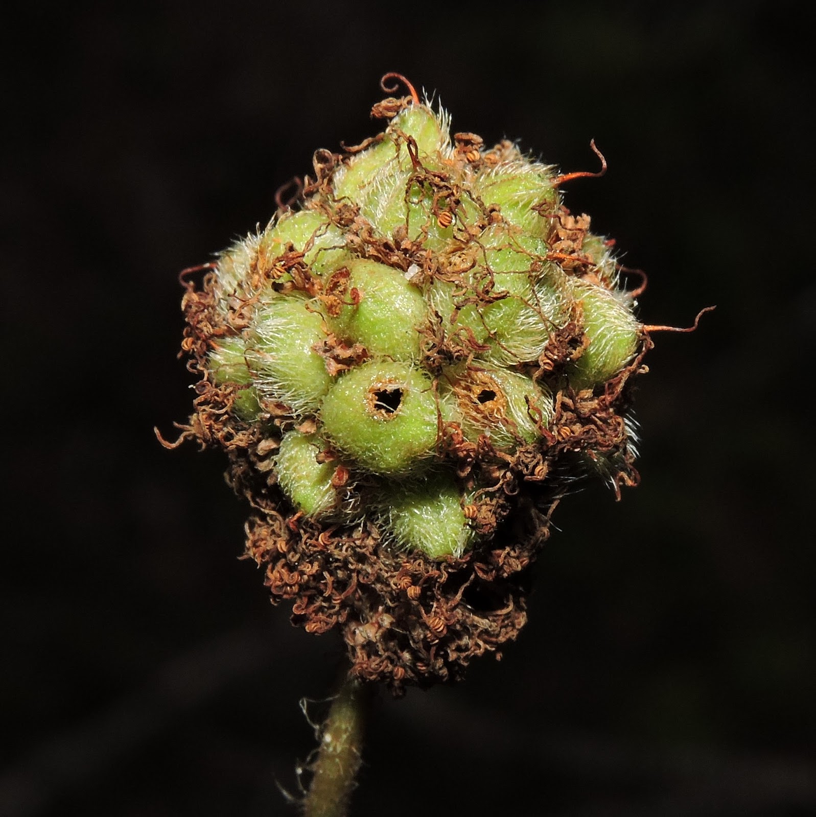 The Flowering plants - Leguminosae - Fabaceae: Mimosoideae