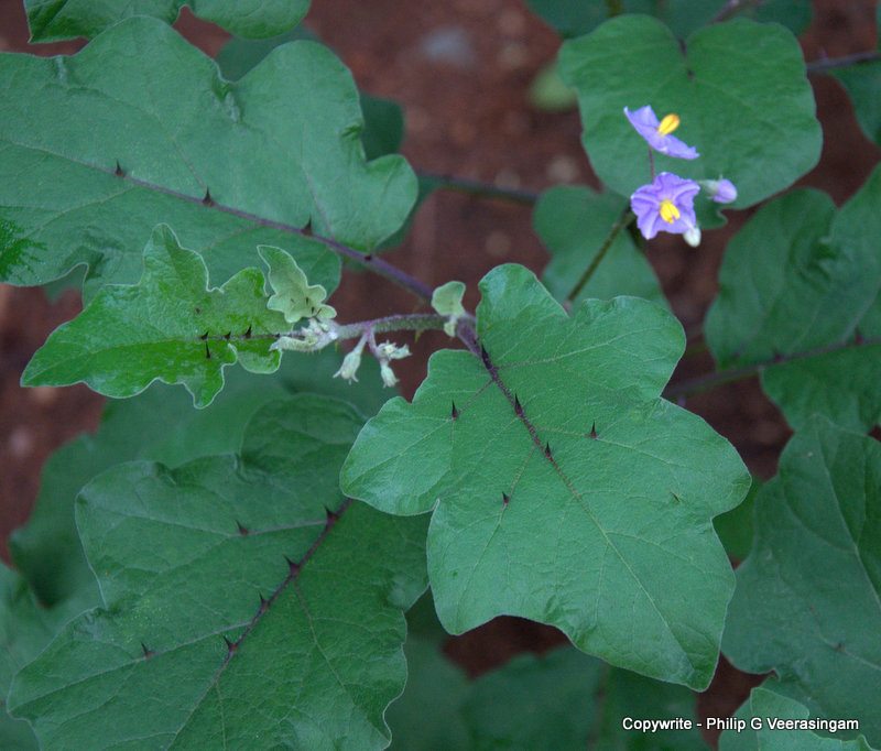 philipveerasingam: Flowers in the garden, Avissawella, Sri Lanka.