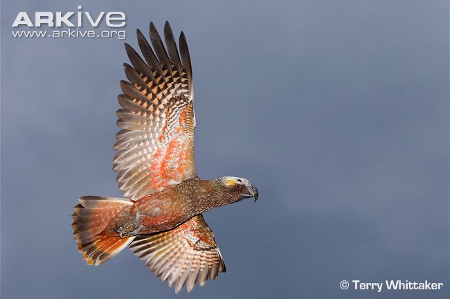 Parrot talk: The Kaka