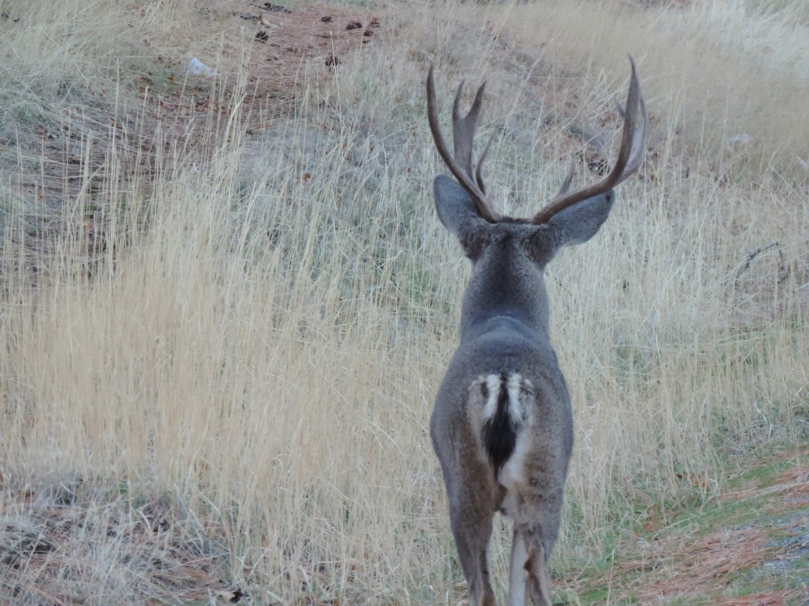 Hunts 4 Two | One Couple's Adventure Journal: Love is in the Air! Big ...