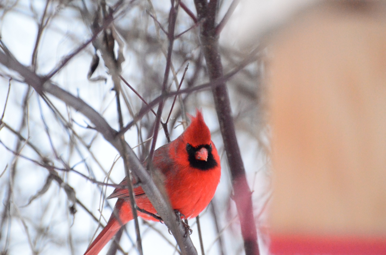 William Morris in Quilting: Sweltering sun