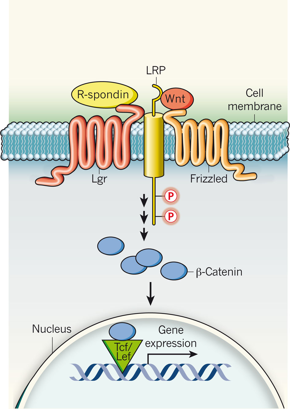 がんの分子腫瘍学・遺伝学: Lgr5 (family)がR-spondinと結合したあとの図：シグナル伝達