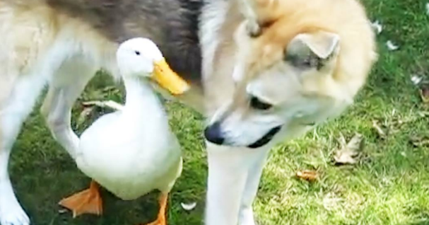 magic world around: This Dog and Duck Are the Ultimate of Friendship Goals