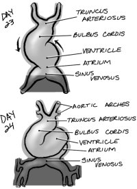 DOC Logic: Developmental Anatomy