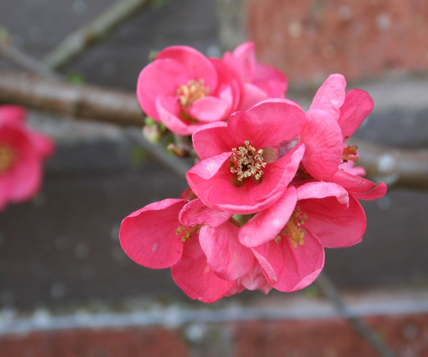 Baldwin Nurseries: Perennials, shrubs, trees for Nova Scotia Gardeners ...