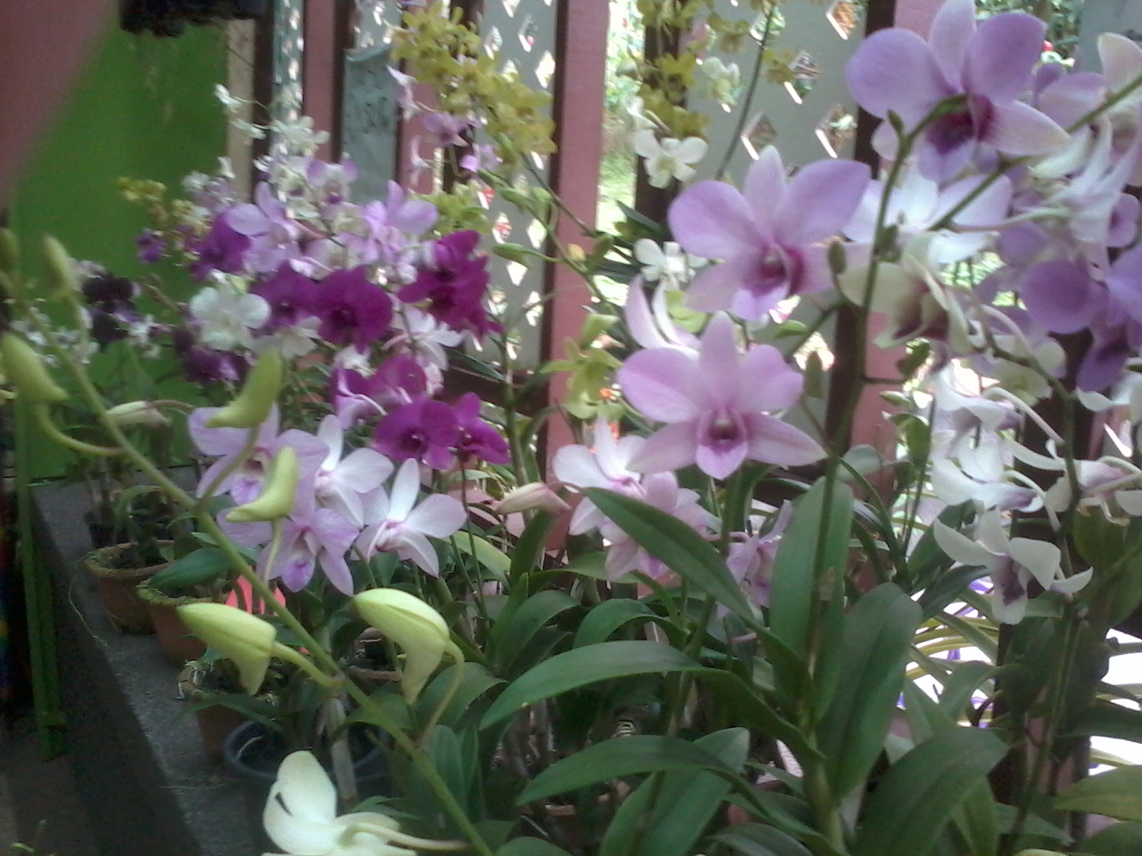 Gaya Terbaru 29+ Taman Bunga Orkid