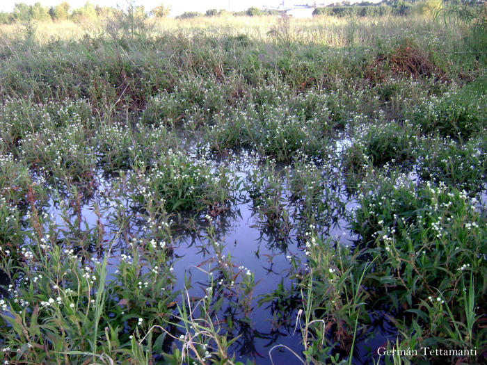 Argentina nativa: Catay amargo (Polygonum stelligerum)