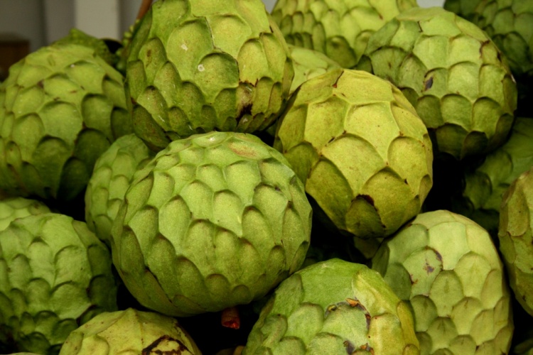 Céu à vista: A IMPORTÂNCIA DA ANONA