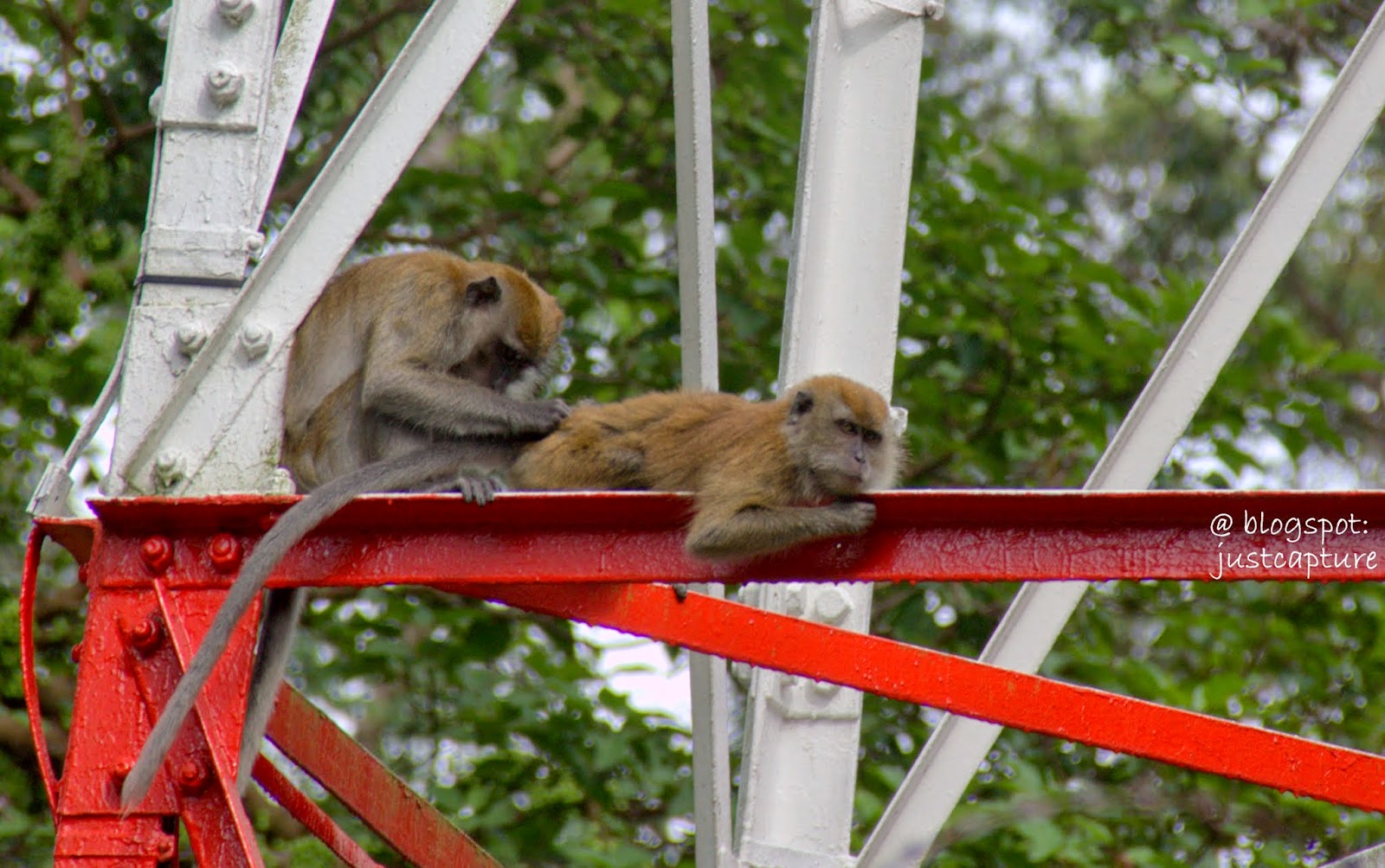Capture life as I see it: Monkeys at Bukit Timah Nature Reserve.