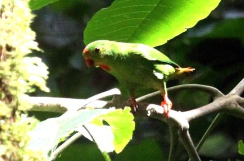 All About Unggas: Jenis Burung Serindit