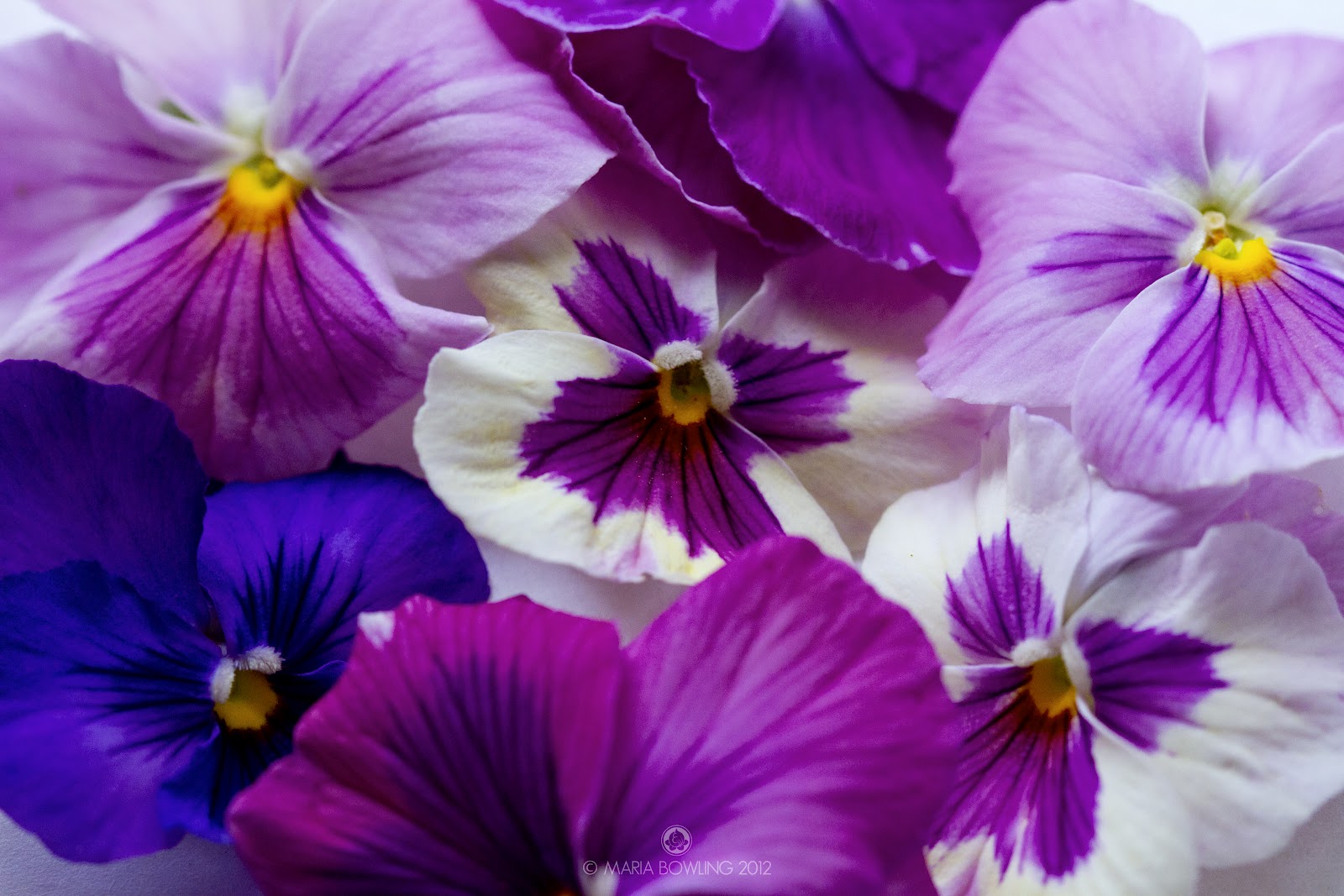 Pretty Medicine : The Last of the Precious Pansies