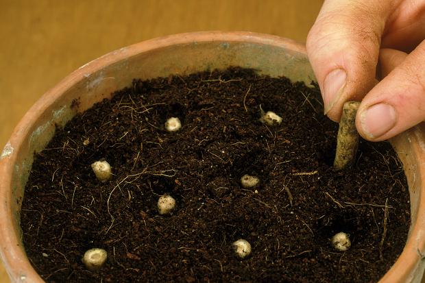 Seed to Feed Me: HOW TO PROPAGATE FROM ROOT CUTTINGS