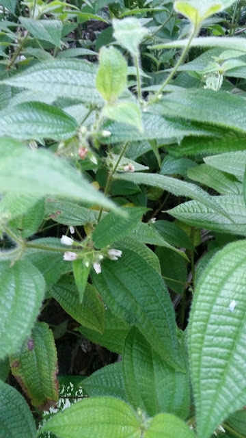 Warisan Petani: Pokok Senduduk Bulu.