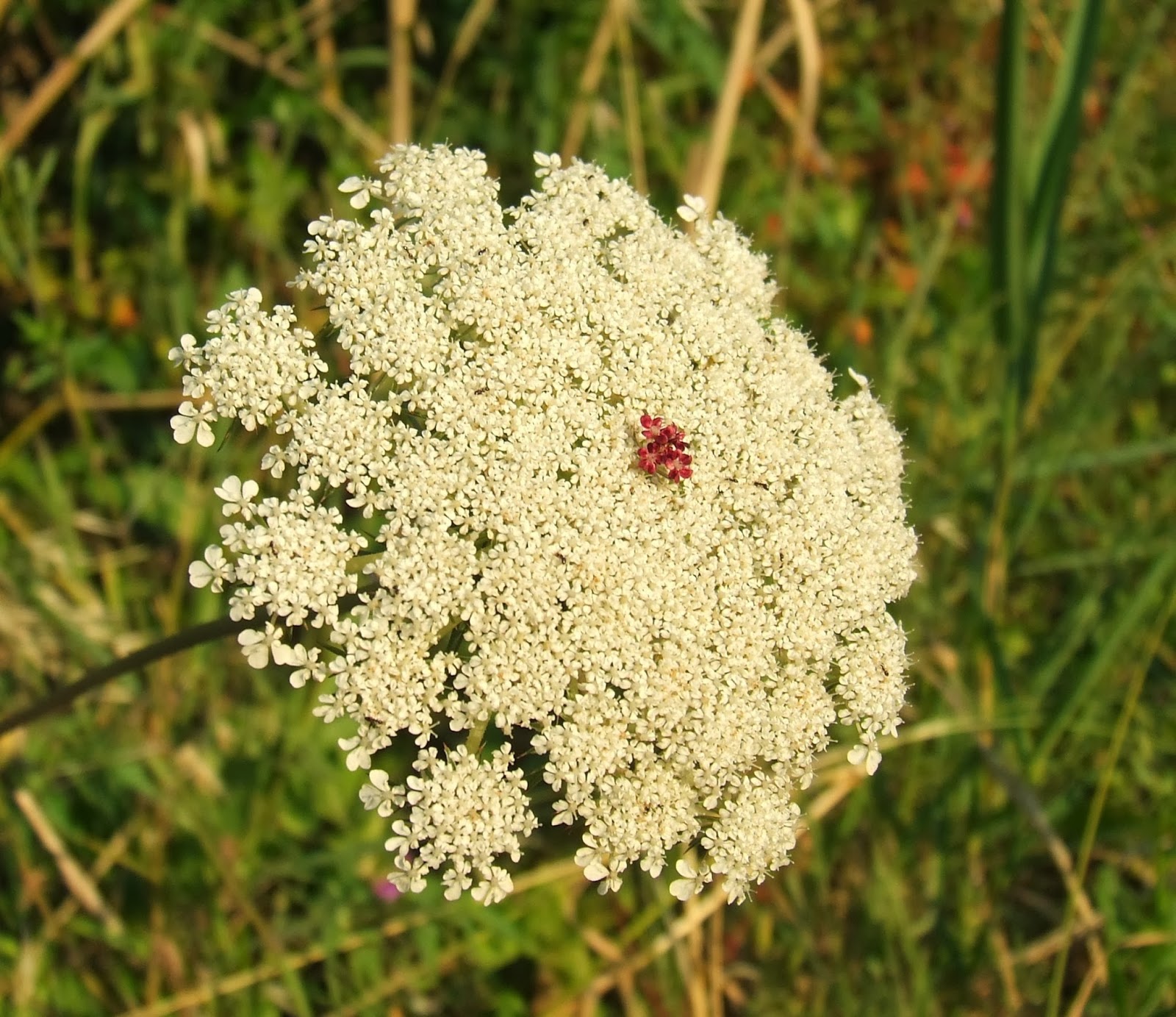 sementes de portugal: Uma grande família - Apiáceas ou Umbelíferas