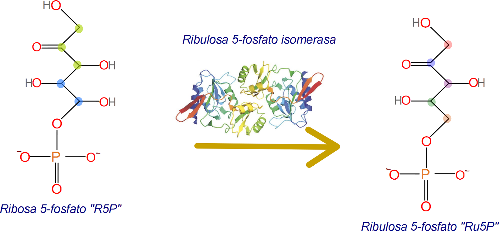 Ciencias de Joseleg: Paso 9 y 10, de la regeneración de RuBP ...