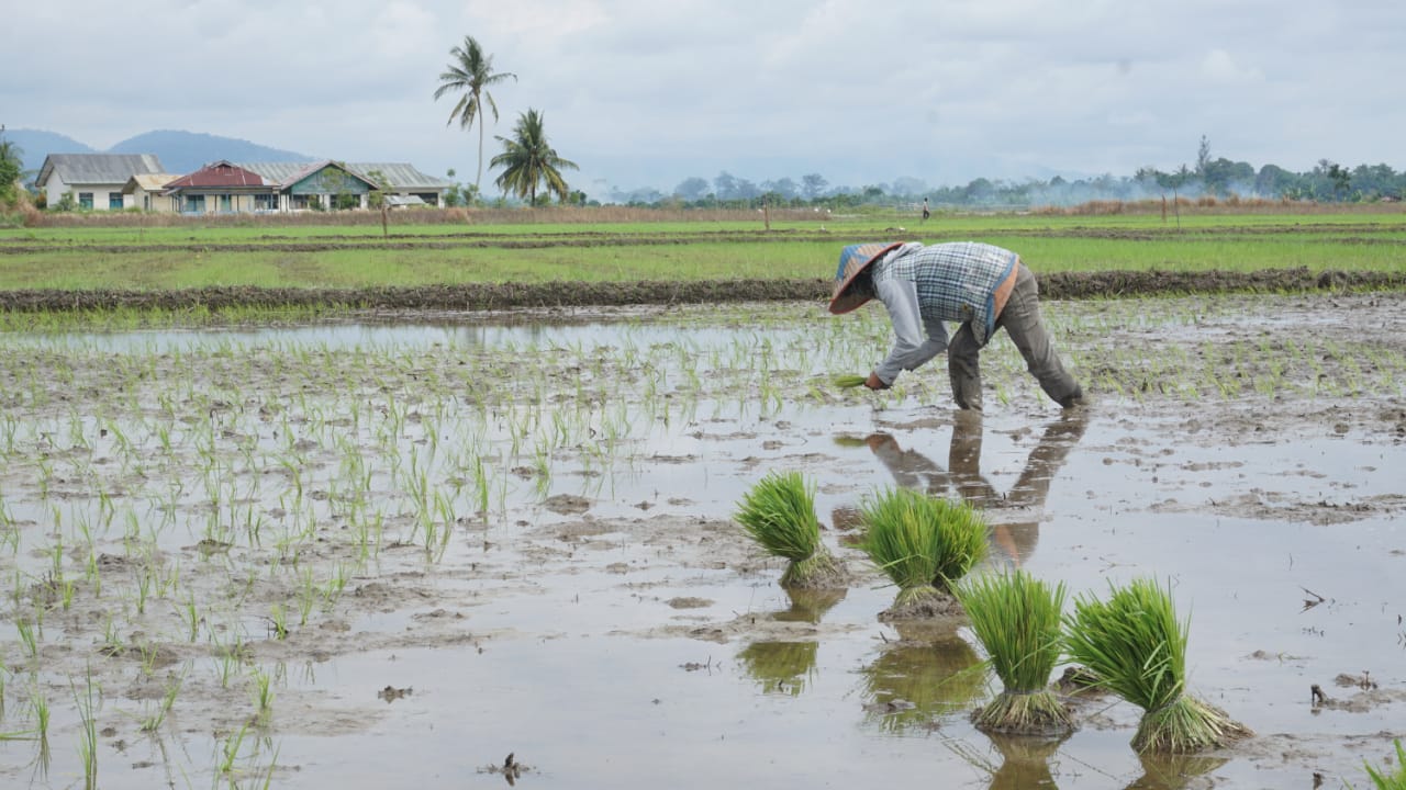 Petani Indra Damai Serentak Tanam Padi Awal Tahun