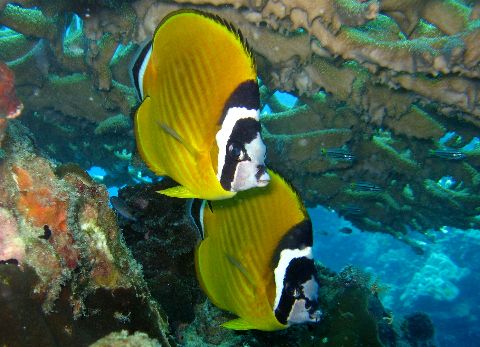 Butterfly fish | The Life of Animals