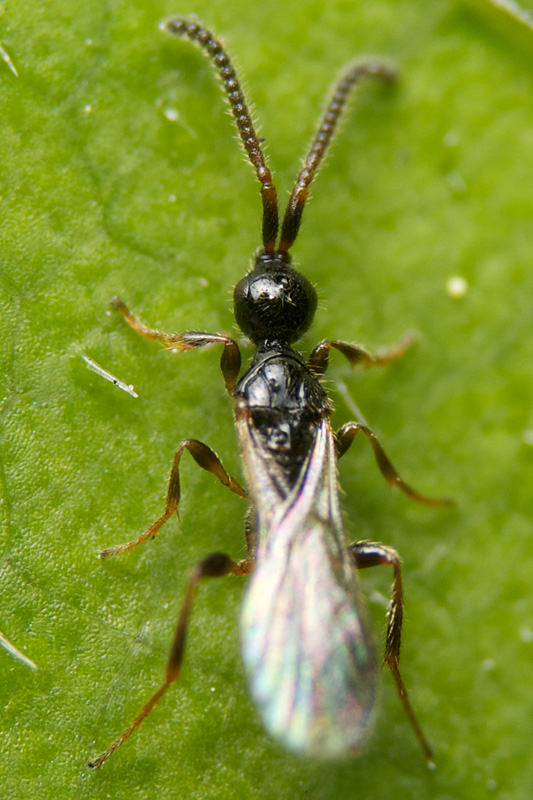 ムシをデザインしたのはダレ？: ハエヤドリクロバチ科 ( Diapriidae ）の2種( Belytinae sp. )♀