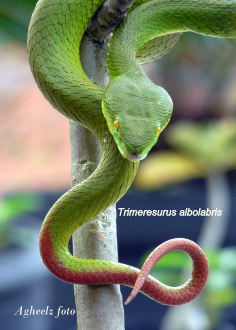 Muhammad Iqbal: Beberapa jenis ular berbisa di Indonesia