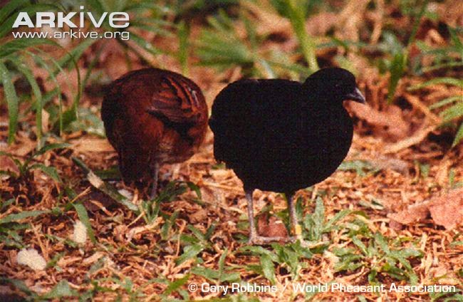 Tierra de pavos, francolines, faisanes y perdices: Perdiz negra ...