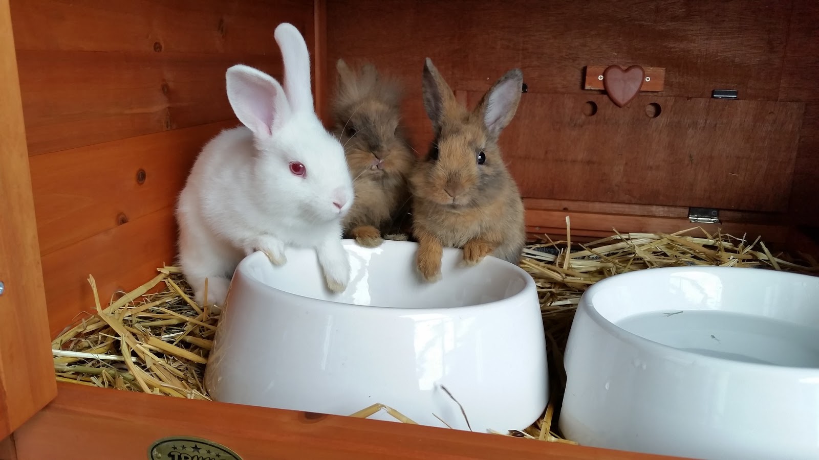 Countrified Hicks: Adopting and Raising a Dwarf Rabbit