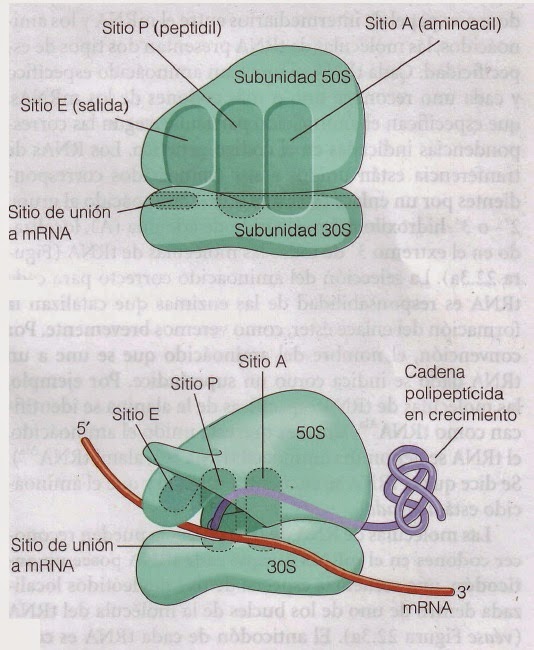 Código genético | Apuntes de Biotecnología