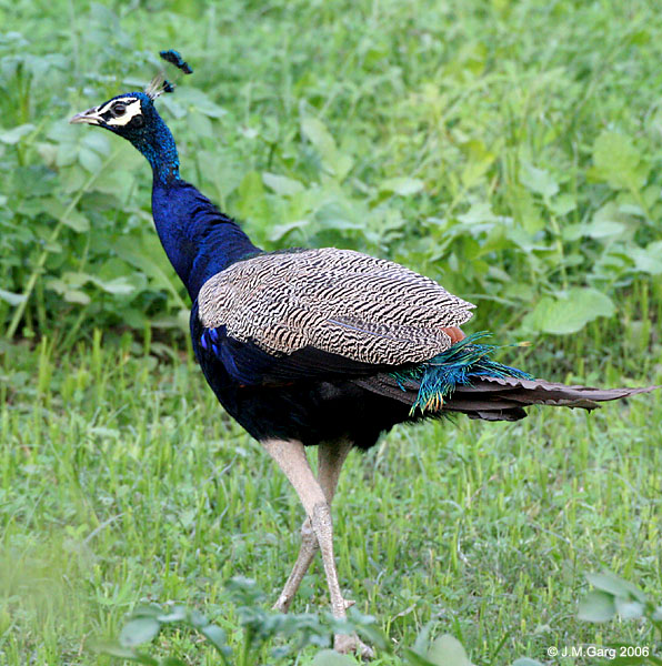 Animal Lovers: Indian Peacock (AKA Peafowl)
