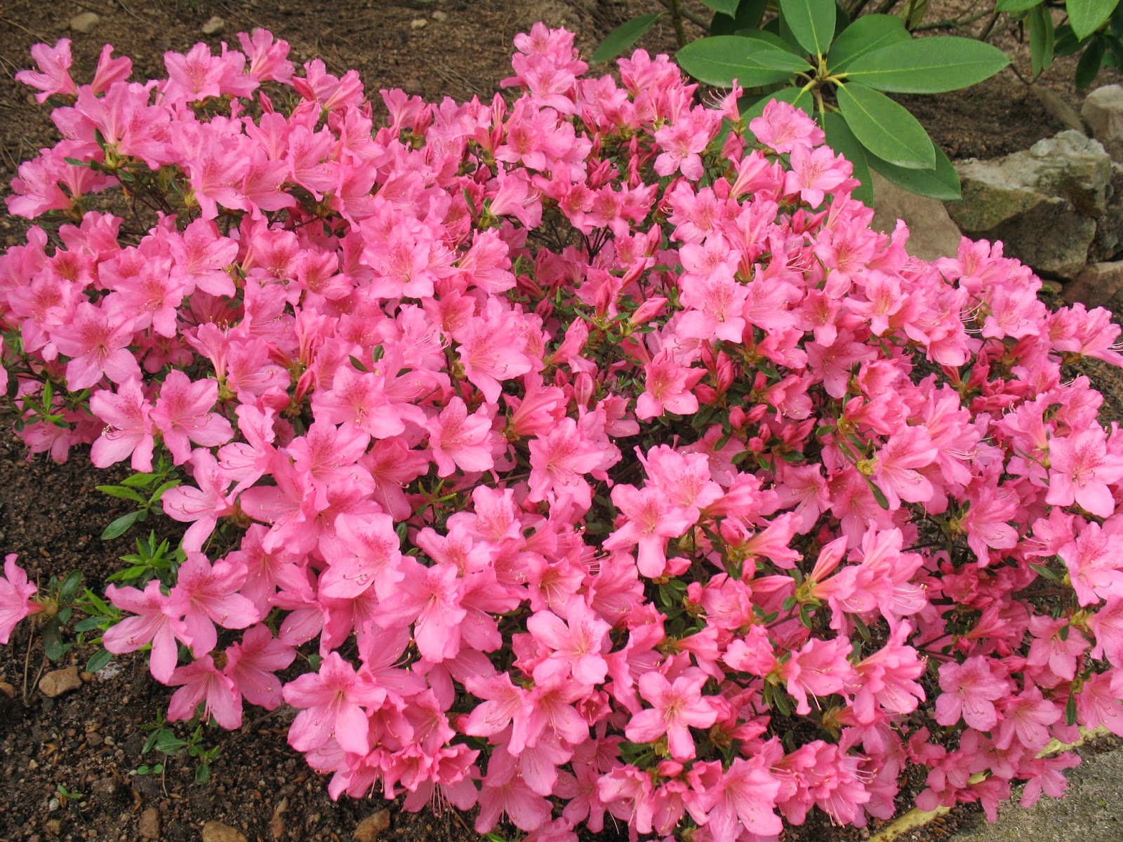 Roses du jardin Chêneland: Azalée japonaise "Gilbert Mullier"