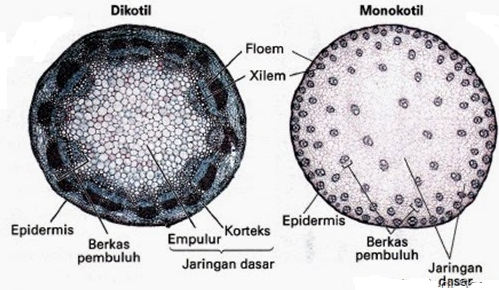 JARINGAN TUMBUHAN DEWASA ~ MATERI DAN SOAL IPA UNTUK SMA