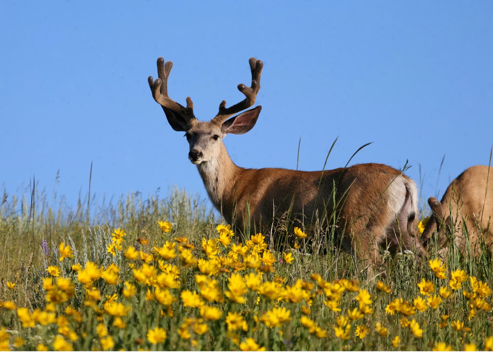 The Azure Gate: Mule Deer Buck in Wildflowers