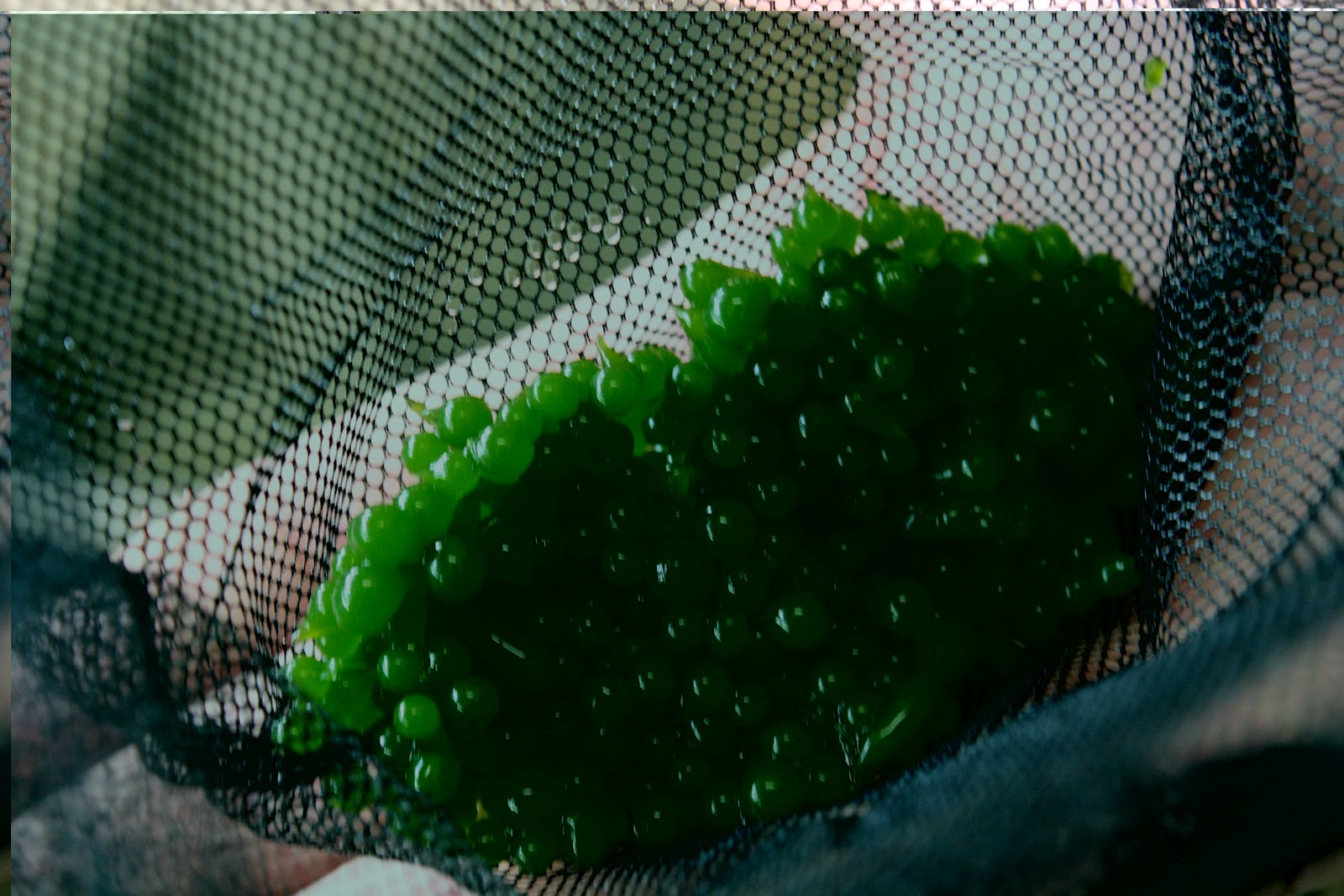 Plankton Research Laboratory: Alginate Beads (Immobilised algae)
