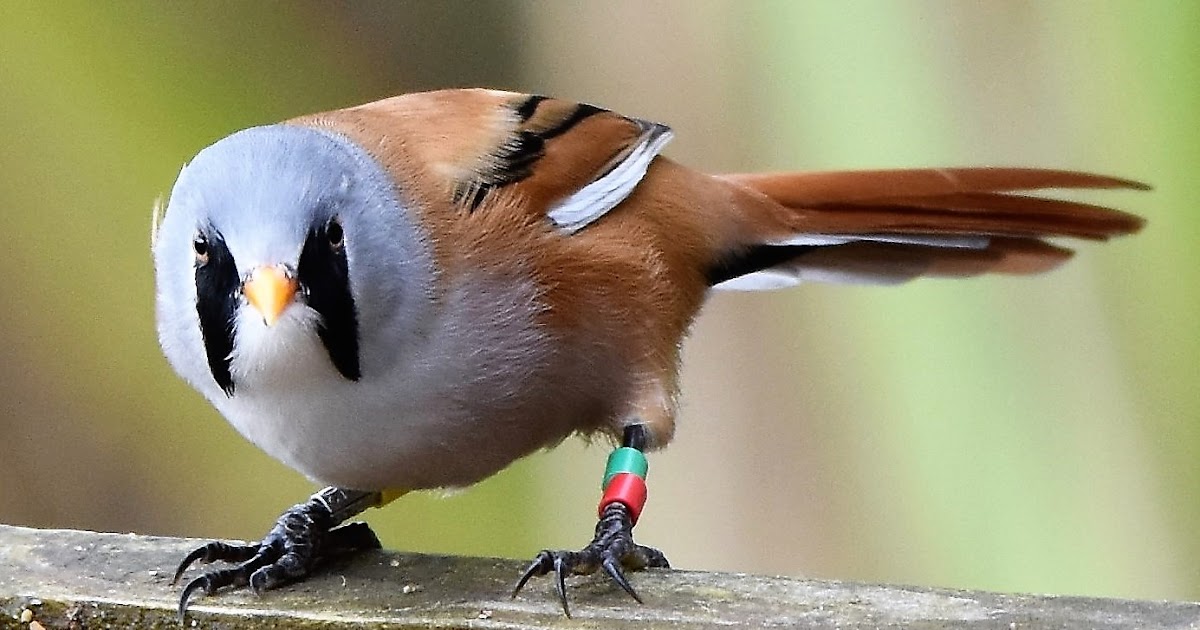 Andrew Robin photography.: Bearded Reedling (Male)