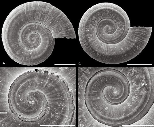 Sciency Thoughts: Tryonia infernalis: A new species of Cochliopid Snail ...