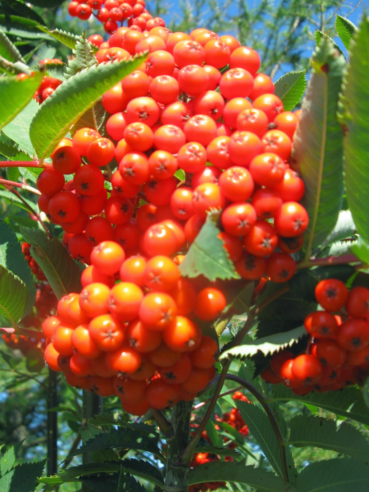 Thelma's Days: Rowan Trees